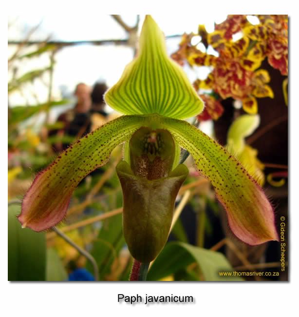 Paph javanicum | Slippertalk Orchid Forum