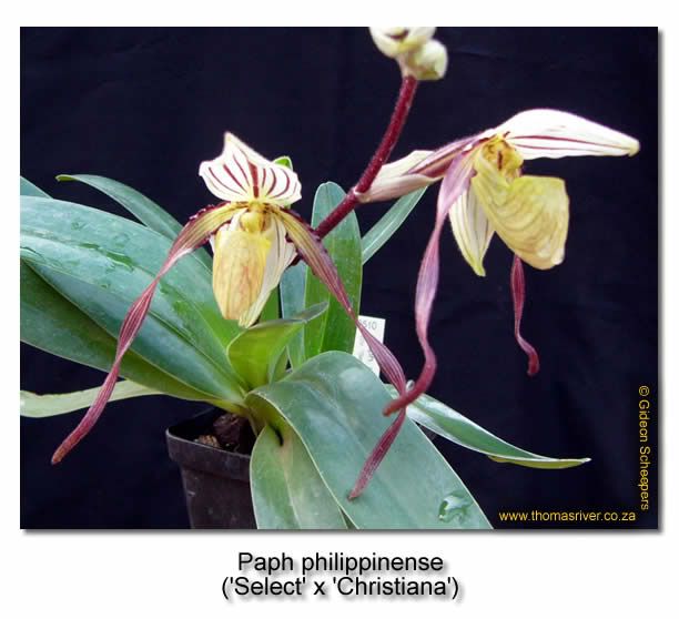Paph philippinense | Slippertalk Orchid Forum