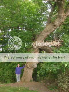 Manitoba Maple Burls | LumberJocks Woodworking Forum