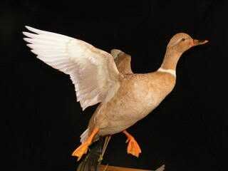 Blond Mallard I shot on Tuesday | Duck Hunting Forum