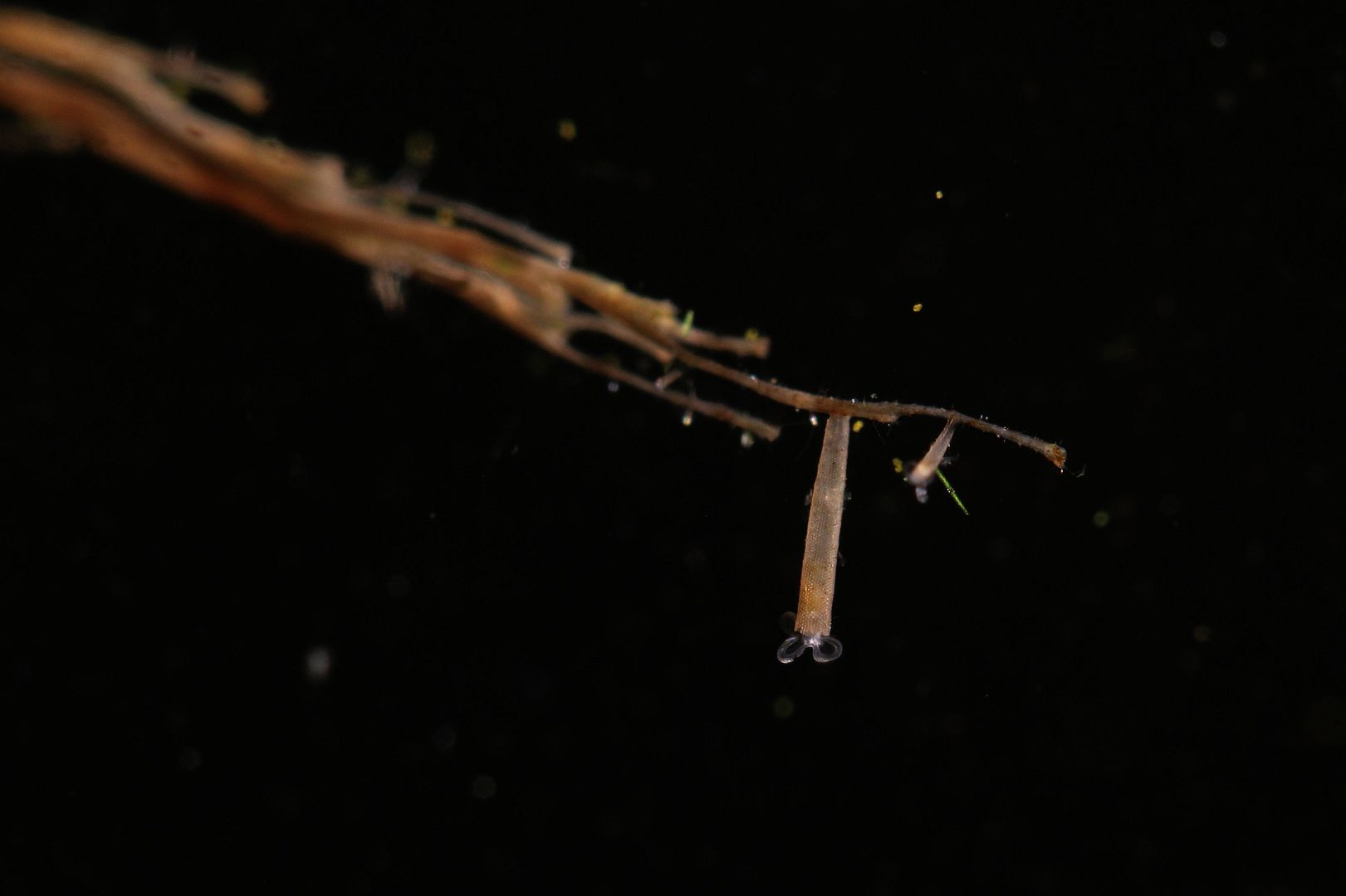 Sessile Loricate Rotifers - Cloudy Days & Microscopes - Cloudy Nights