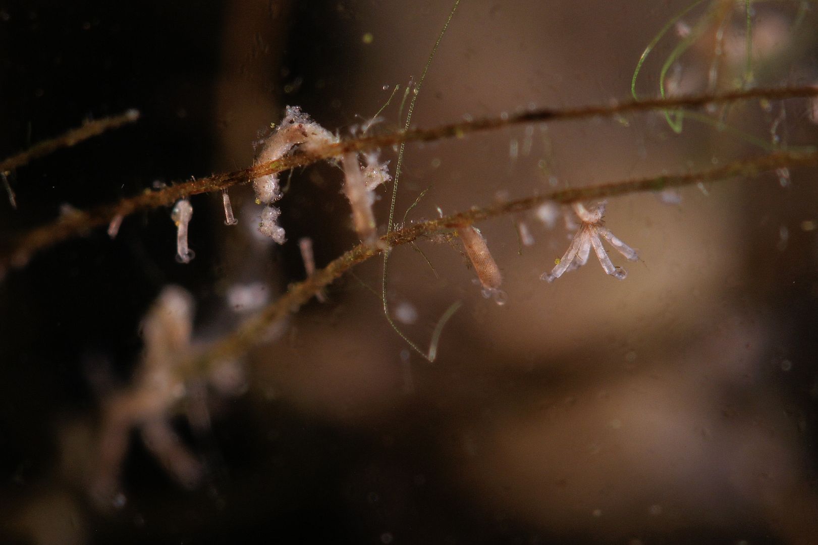 Sessile Loricate Rotifers - Cloudy Days & Microscopes - Cloudy Nights