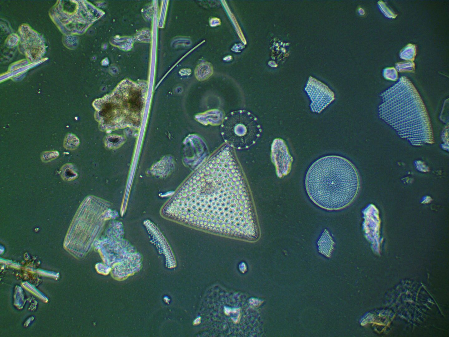 Preparing Diatom Strew Slides - Cloudy Days & Microscopes - Cloudy Nights
