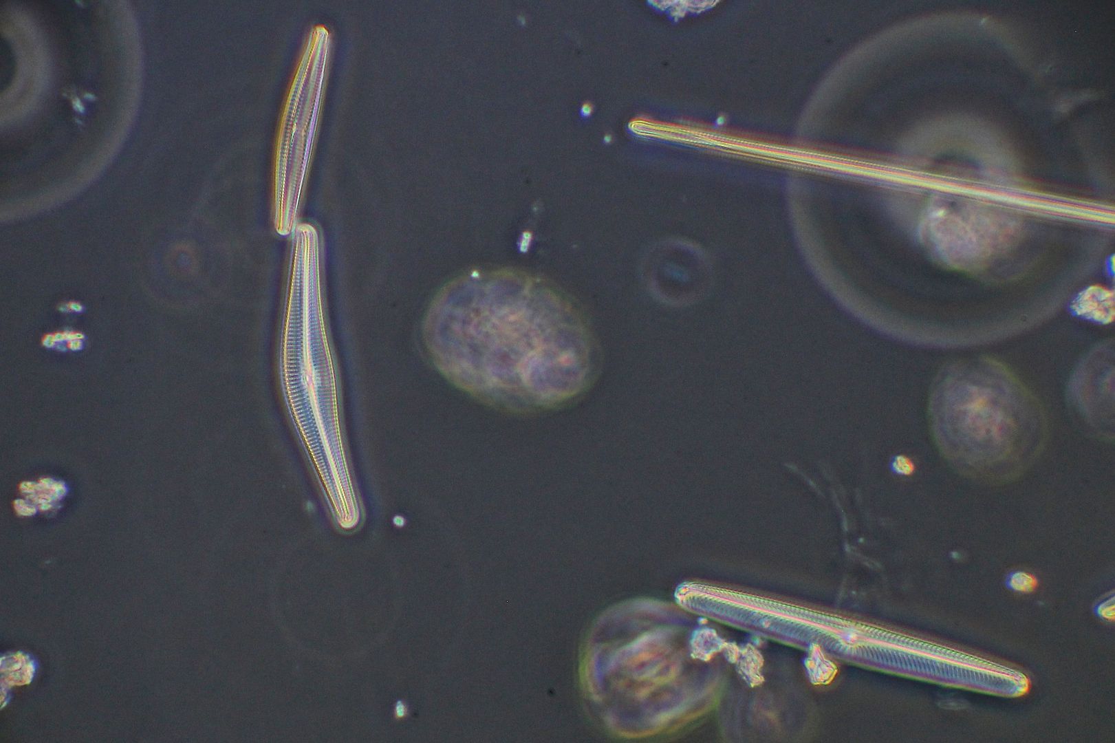 Preparing Diatom Strew Slides - Cloudy Days & Microscopes - Cloudy Nights