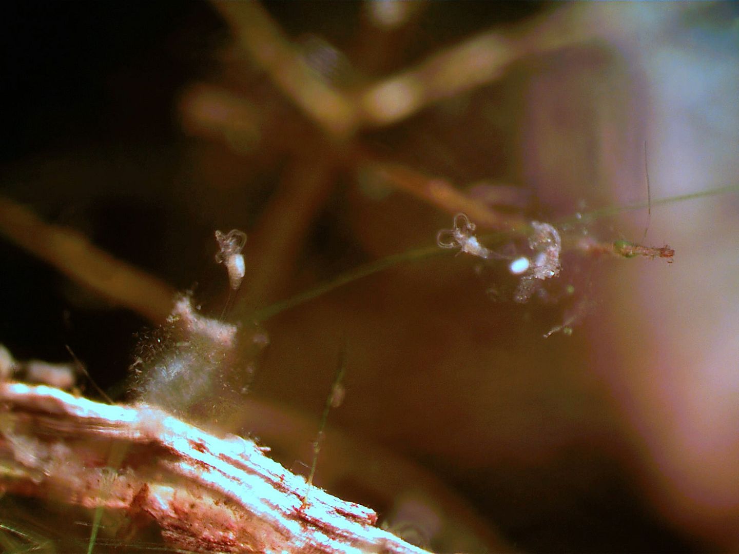 Sessile Loricate Rotifers - Cloudy Days & Microscopes - Cloudy Nights