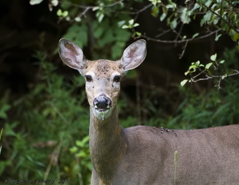 Deer drool... | Bowhunting.com Forums