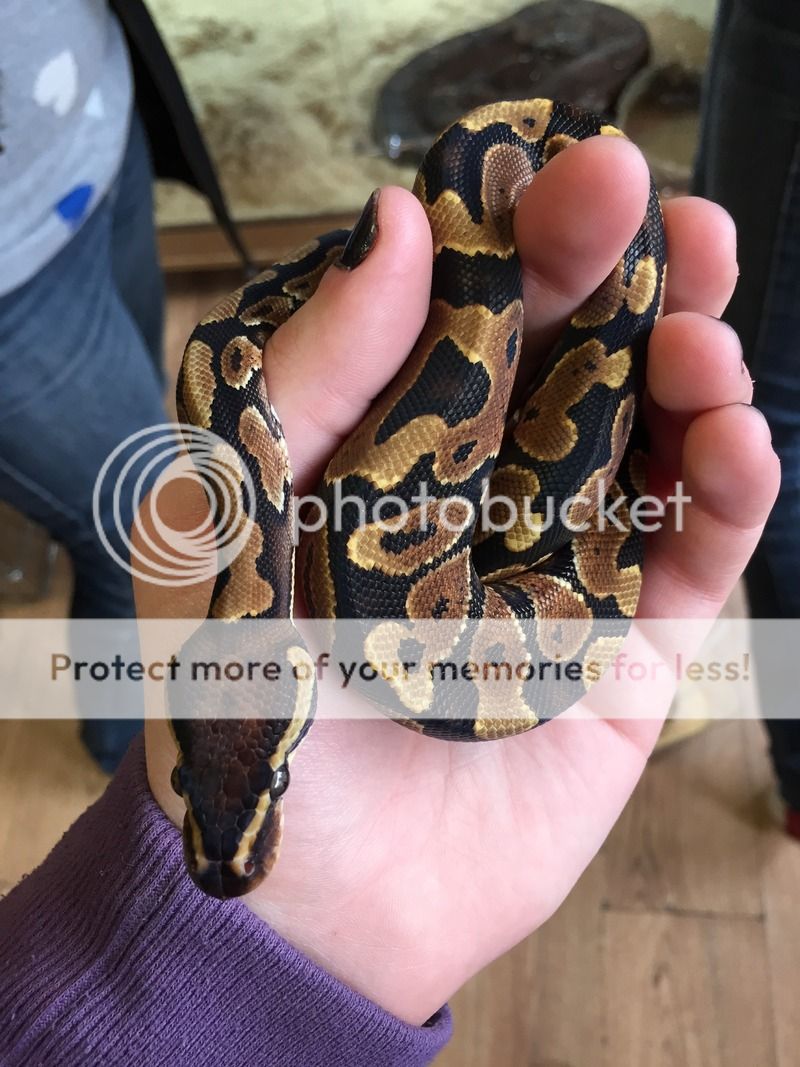 Royal Python colours | Reptile Forums