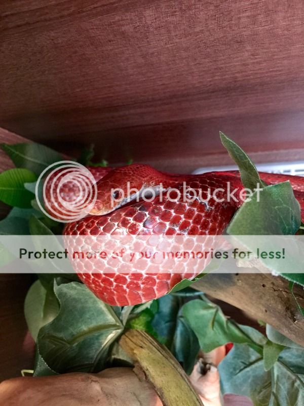 Is my corn snake fat? | Reptile Forums