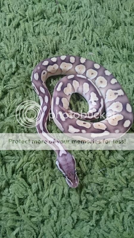 Royal Python colours | Reptile Forums