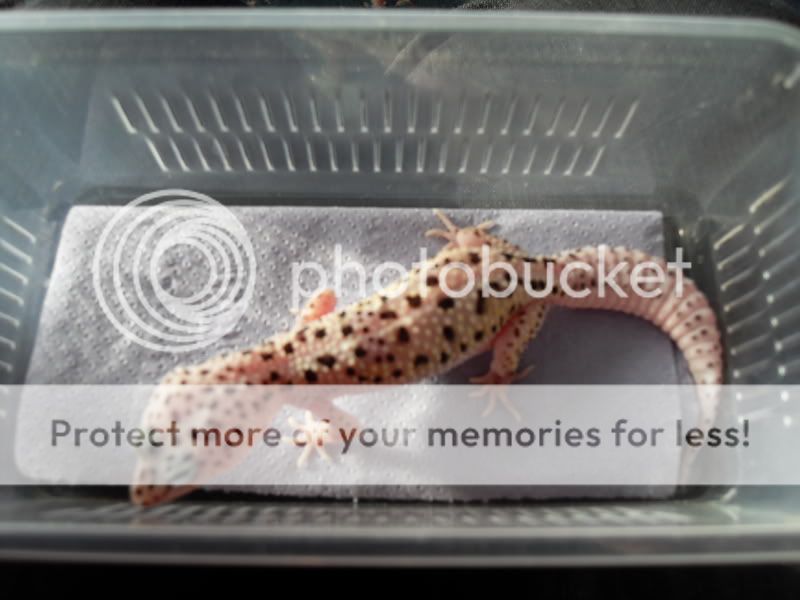 Phantom Leopard Gecko | Reptile Forums