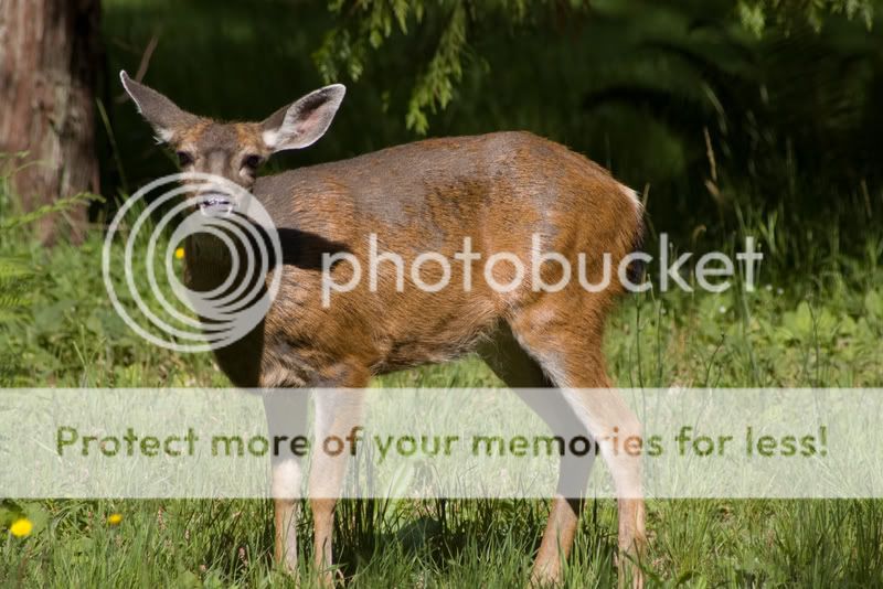 Sitka Deer, Two point buck and doe. - PentaxForums.com