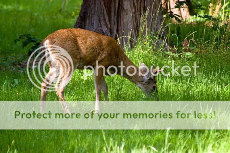 Sitka Deer, Two point buck and doe. - PentaxForums.com