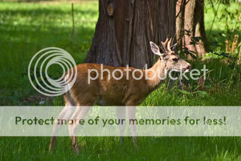 Sitka Deer, Two point buck and doe. - PentaxForums.com