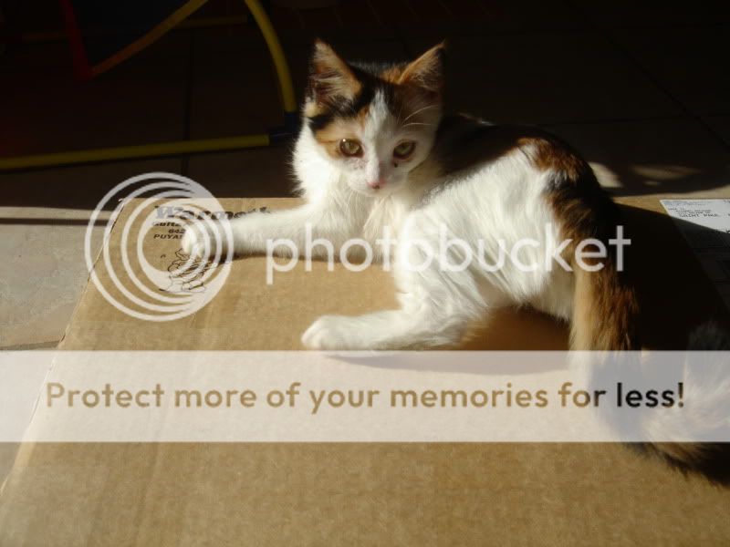 Alpine white strat | Unofficial Warmoth Forum