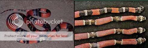 Alguien sabe como diferenciar falsa coral ? | Fauna Exótica