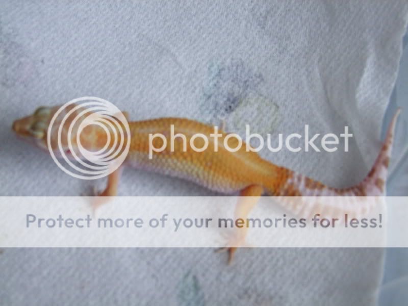 Scotland - Leopard Geckos | Reptile Forums