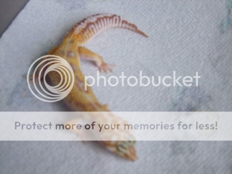 Scotland - Leopard Geckos | Reptile Forums