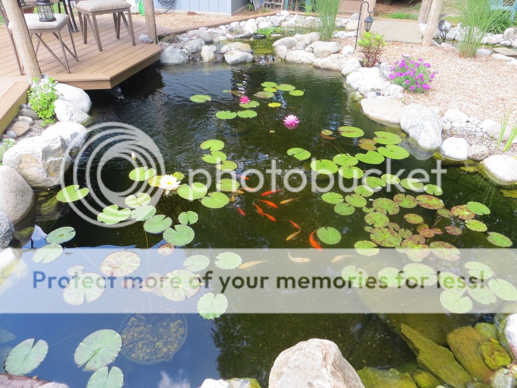 Reviewing Algae Problems | Page 2 | Garden Pond Forums