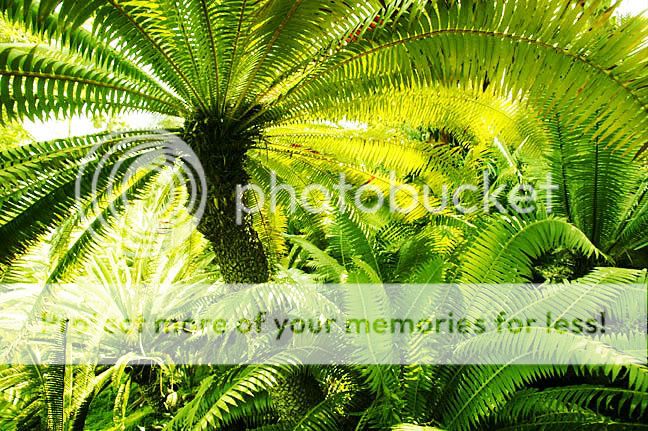 Loran Whitelock - DISCUSSING PALM TREES WORLDWIDE - PalmTalk