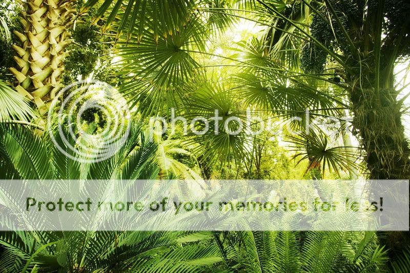 Loran Whitelock - DISCUSSING PALM TREES WORLDWIDE - PalmTalk