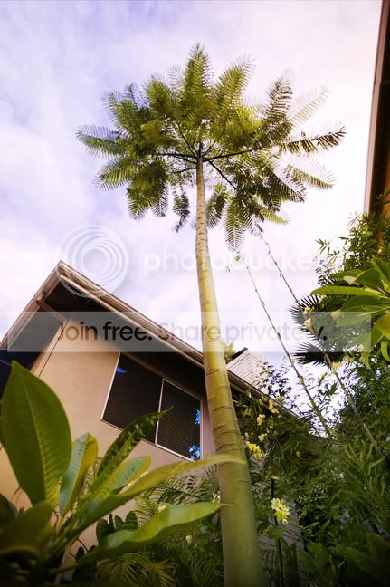 tall Schizolobium parahyba, Fern Tree - TROPICAL LOOKING PLANTS - Other ...