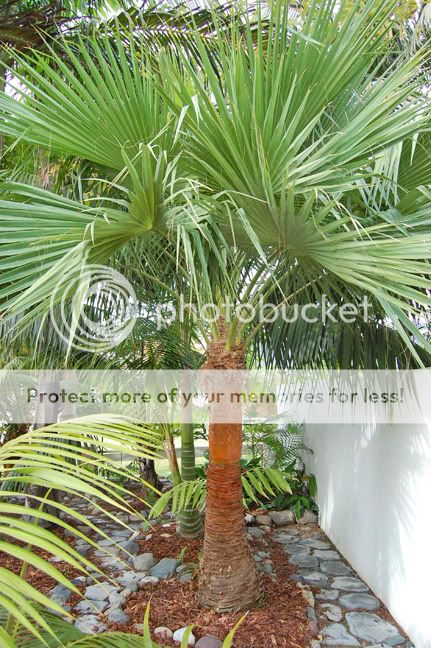 Two Dana Point CA gardens - DISCUSSING PALM TREES WORLDWIDE - PalmTalk