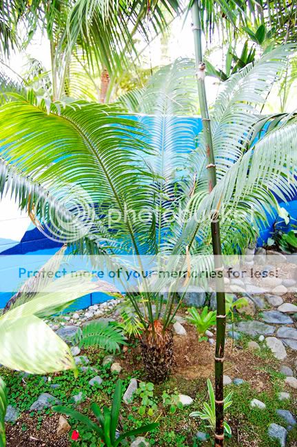 Two Dana Point CA gardens - DISCUSSING PALM TREES WORLDWIDE - PalmTalk