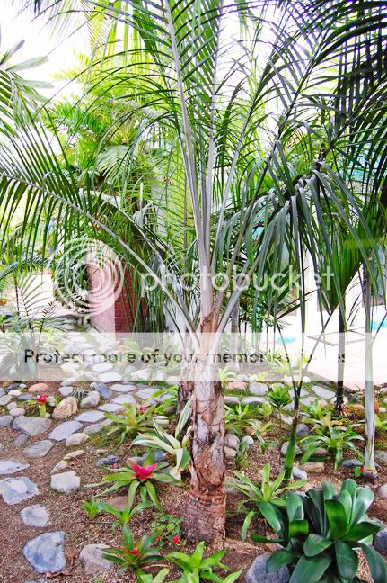 Two Dana Point CA gardens - DISCUSSING PALM TREES WORLDWIDE - PalmTalk