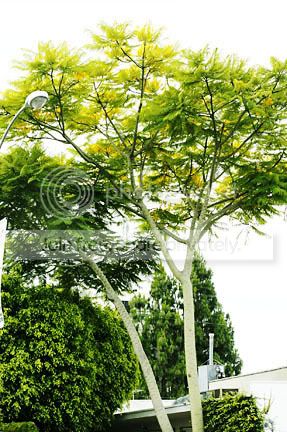 tall Schizolobium parahyba, Fern Tree - TROPICAL LOOKING PLANTS - Other ...