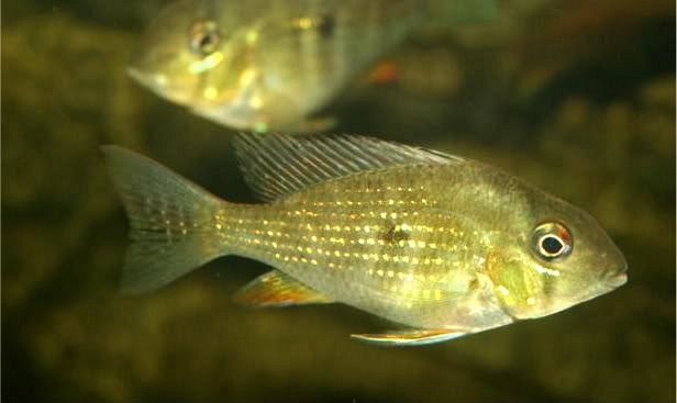 Geophagus ID please | MonsterFishKeepers.com