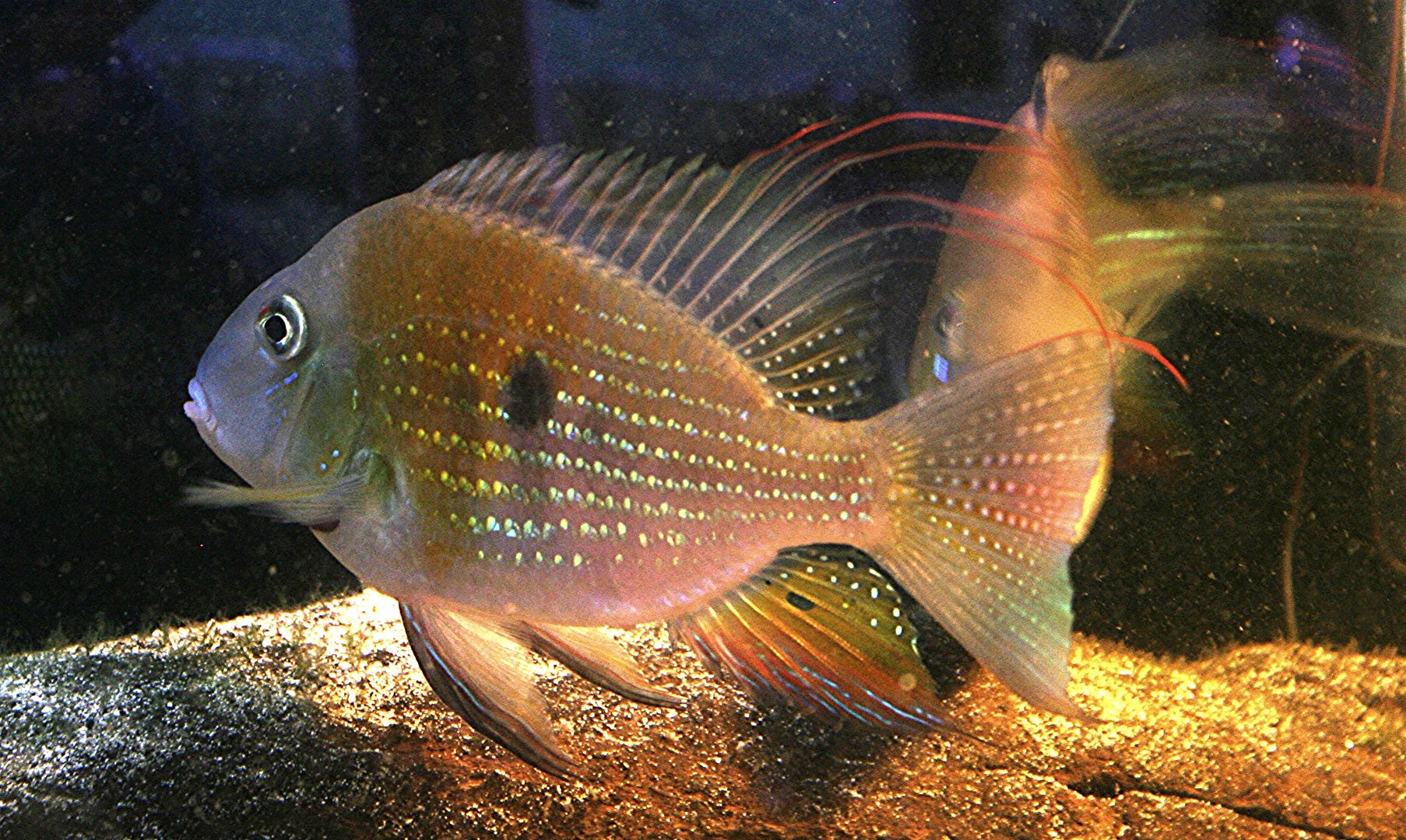 Geophagus Altifrons tankmates | Page 3 | MonsterFishKeepers.com