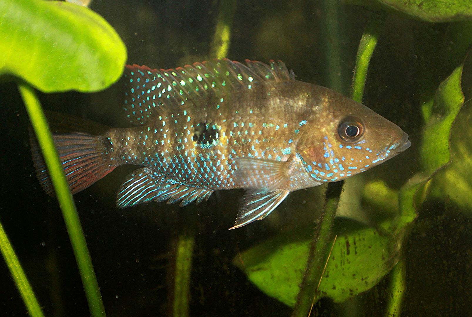 Sexing Cribroheros Rostratus | MonsterFishKeepers.com