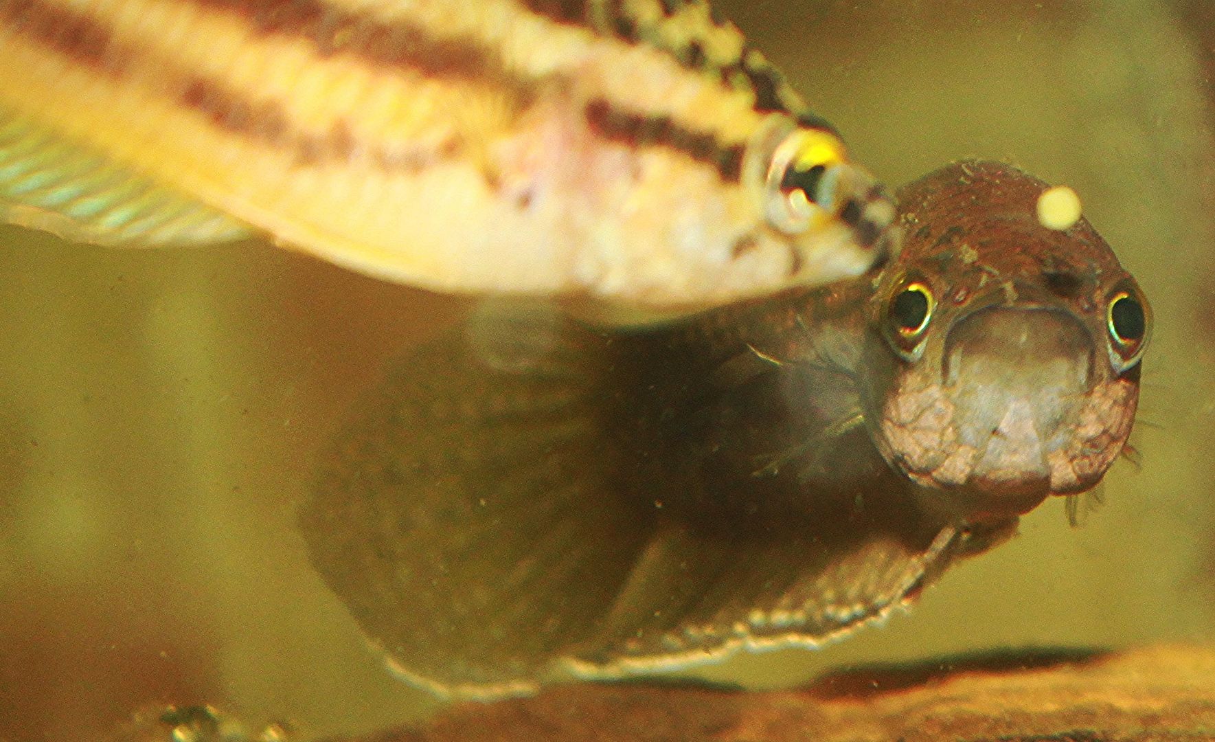 Uaru Panda | MonsterFishKeepers.com