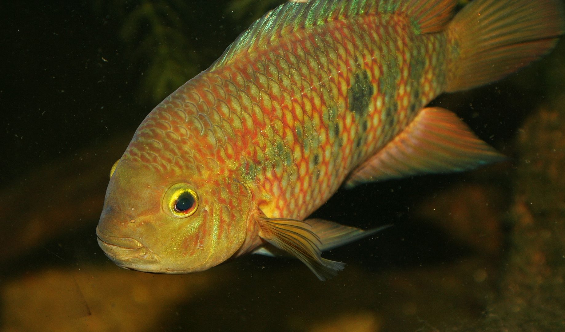 Gymnogeophagus Balzani | Cichlid Fish Forum