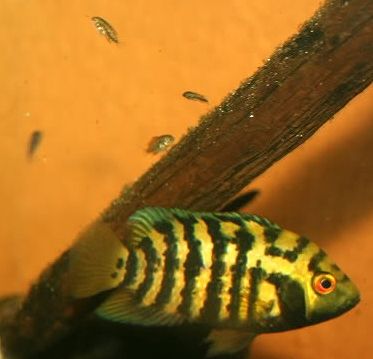 A visual guide to sexing new world cichlids | MonsterFishKeepers.com