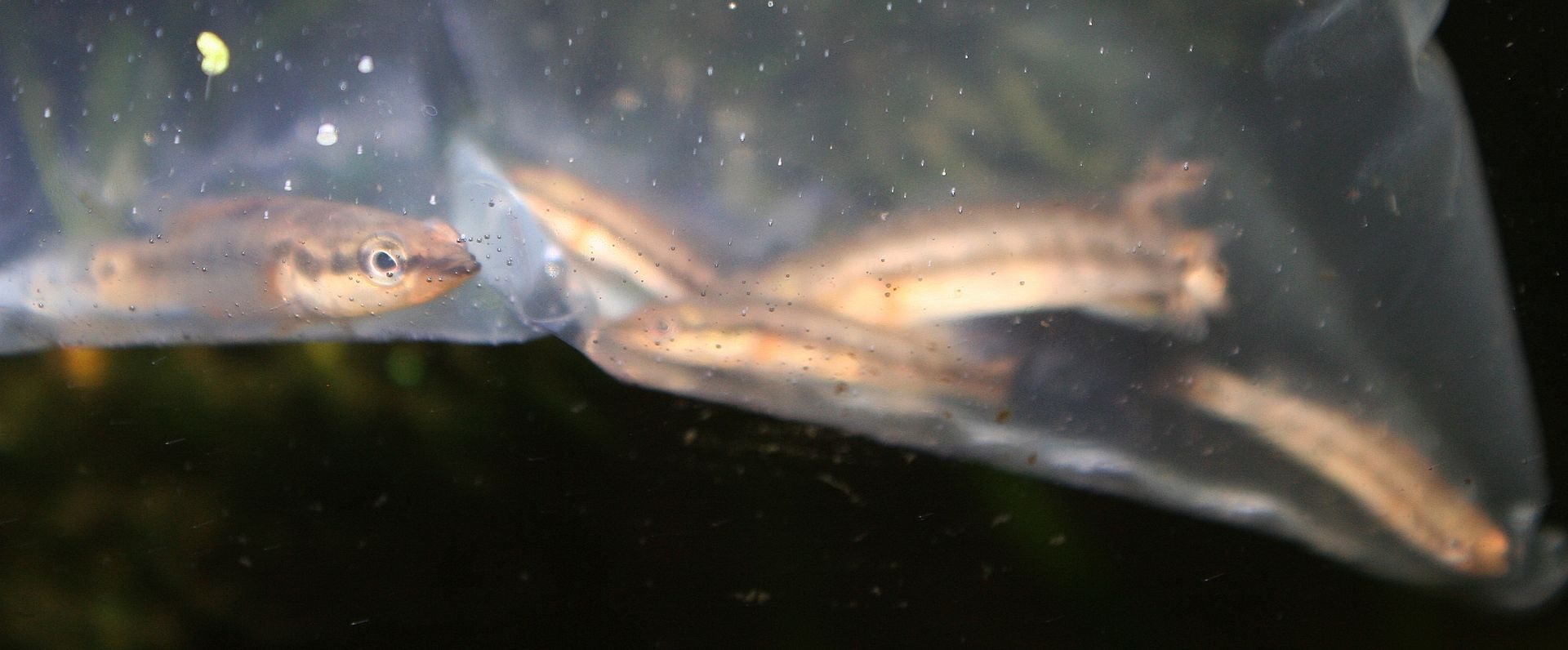 any thought or information on the belly crawler pike cichlid ...