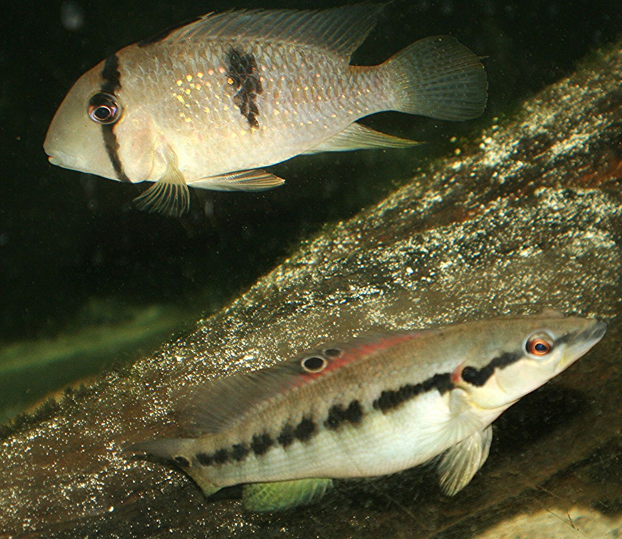 Belly Crawler Pike | MonsterFishKeepers.com