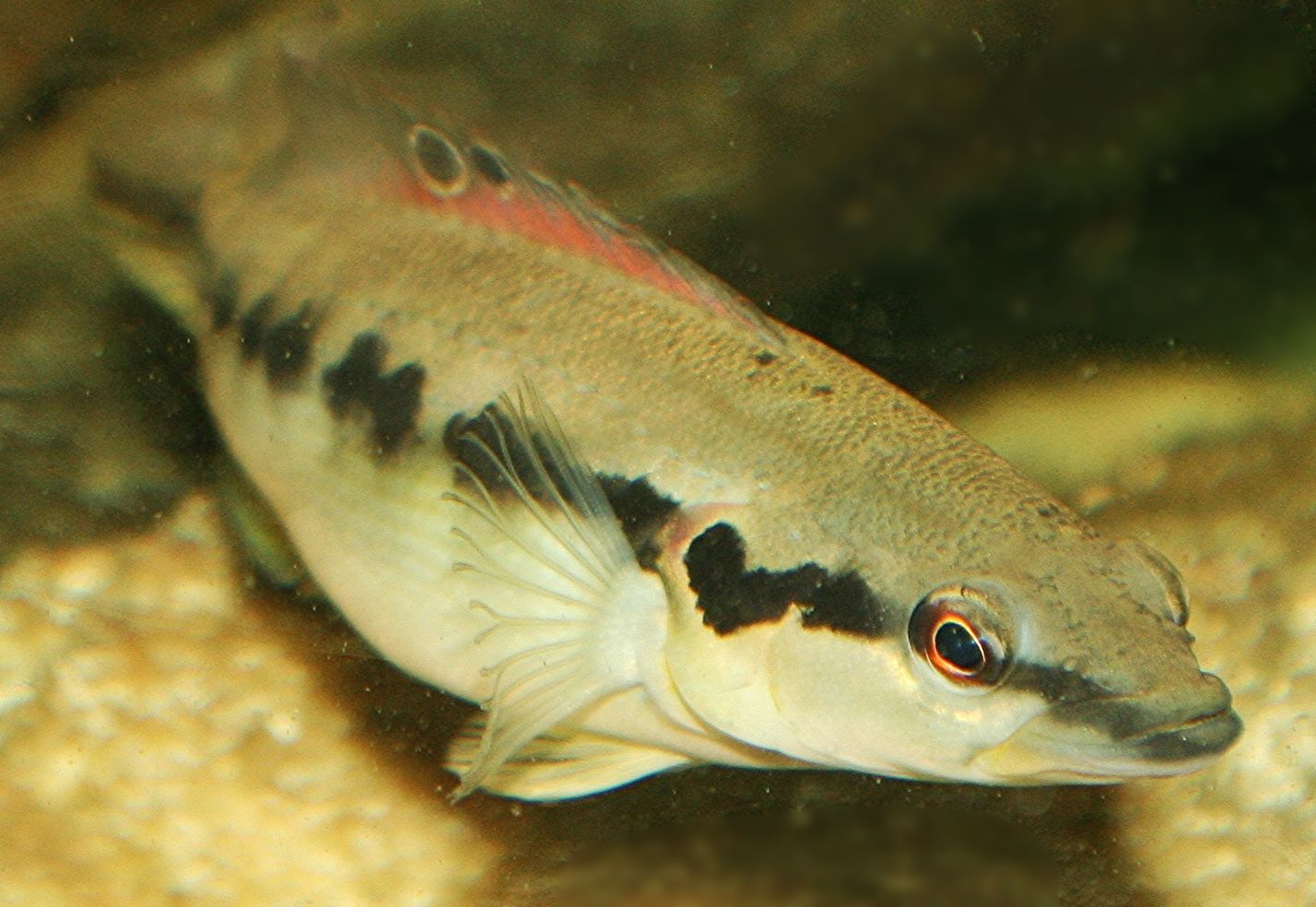 Dwarf Green Pike cichlid problem? | MonsterFishKeepers.com