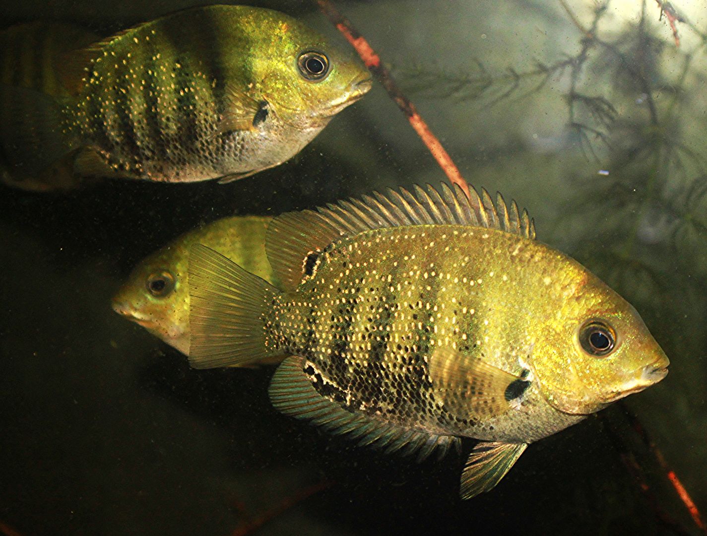 Etroplus suratensis - Green Chromides | MonsterFishKeepers.com