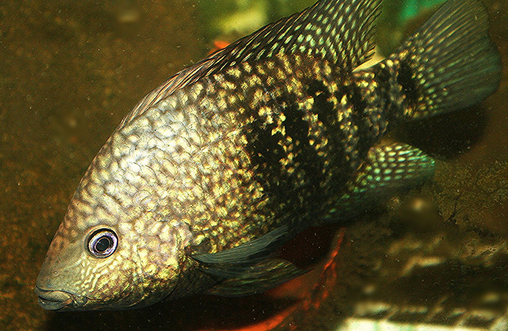 Electric Blue Texas Cichlid | Page 2 | MonsterFishKeepers.com