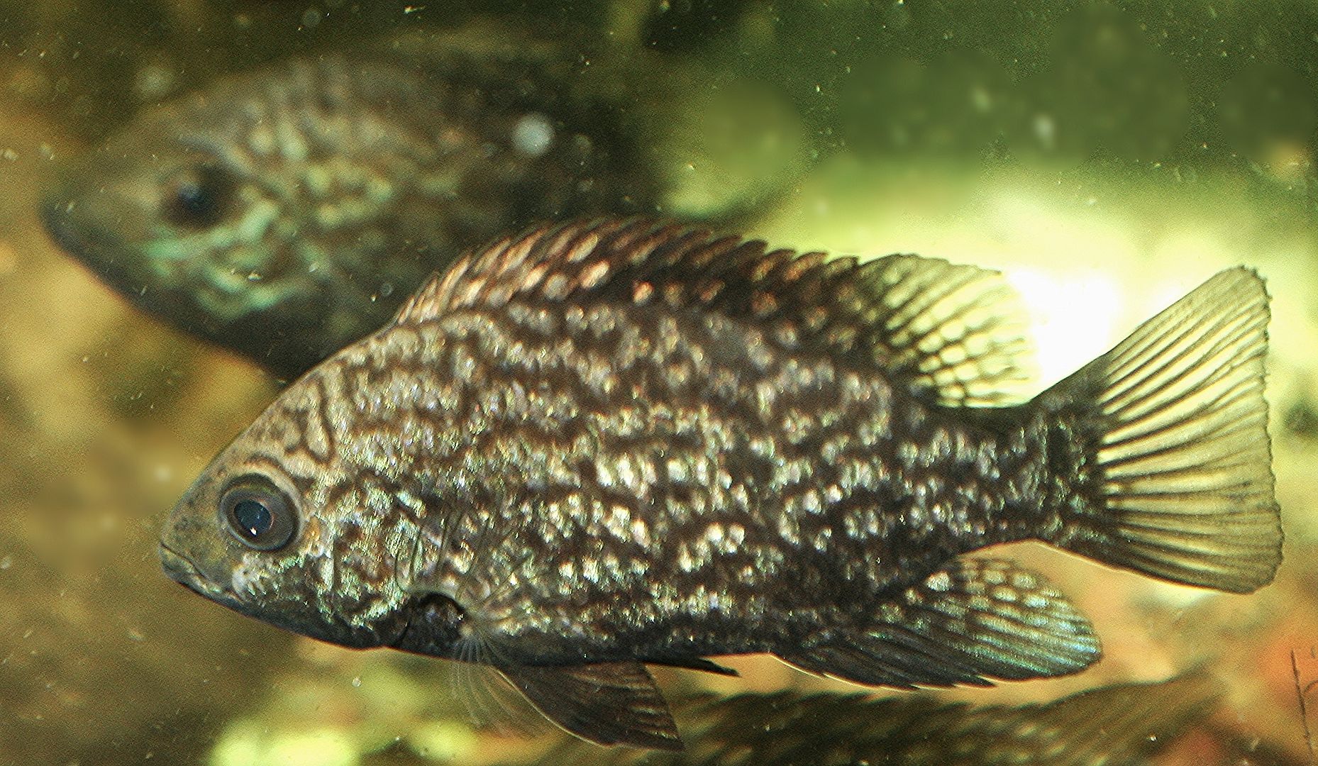 Carpintis? Male? | MonsterFishKeepers.com