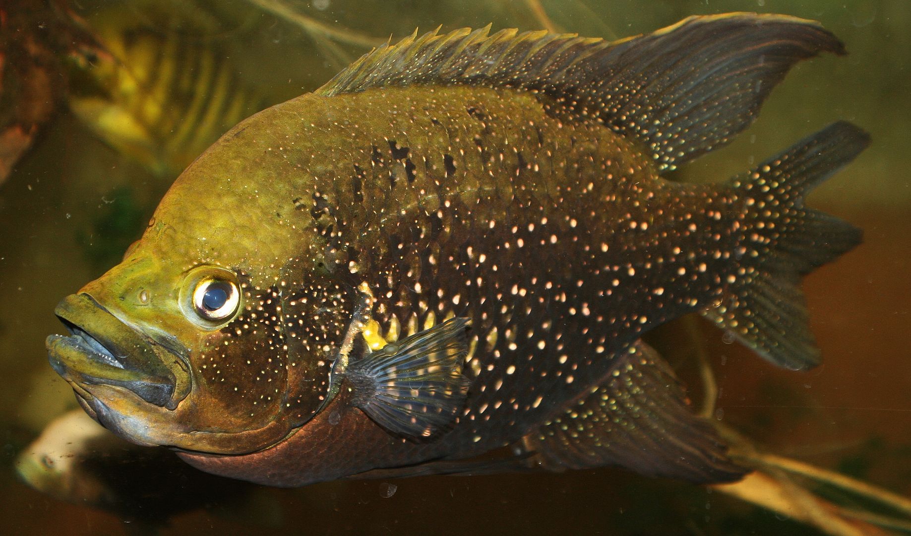 Starry night / Madagascar / Black Diamond Polleni Cichlid ...