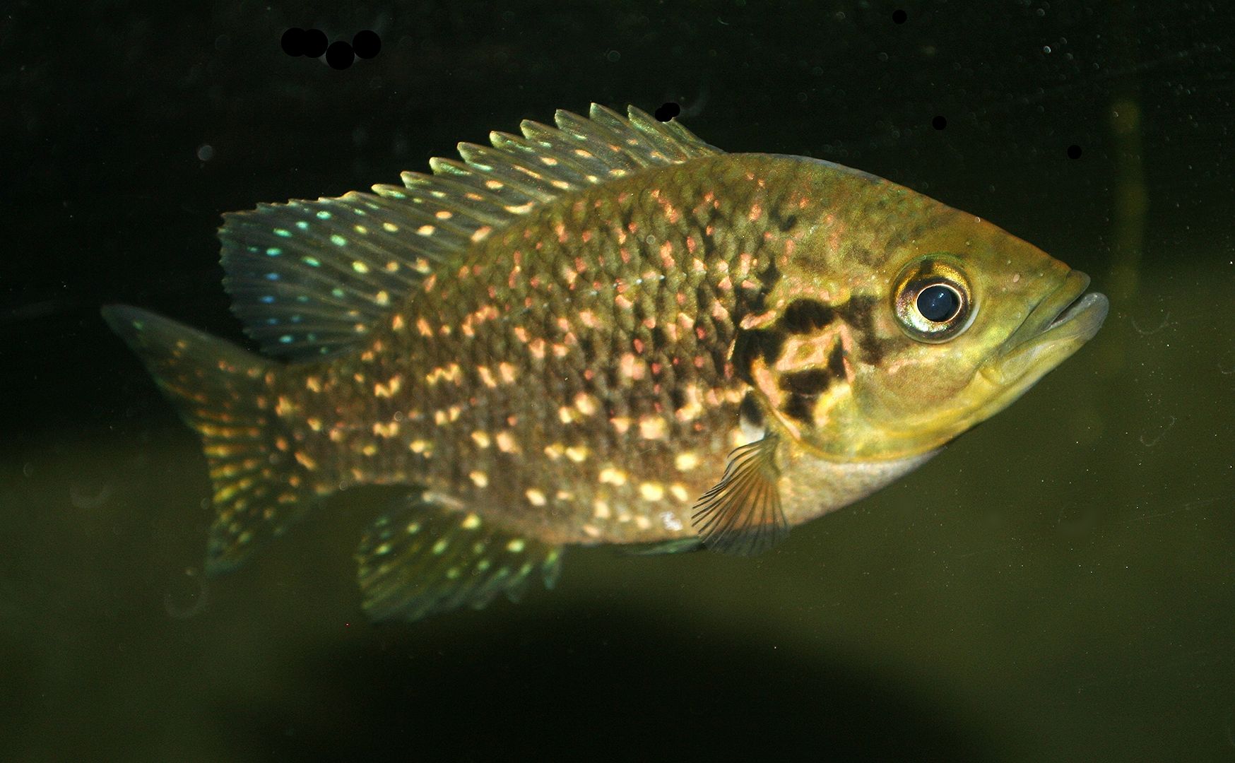 8" Paratilapia Polleni Female ( Quick Vid) | MonsterFishKeepers.com