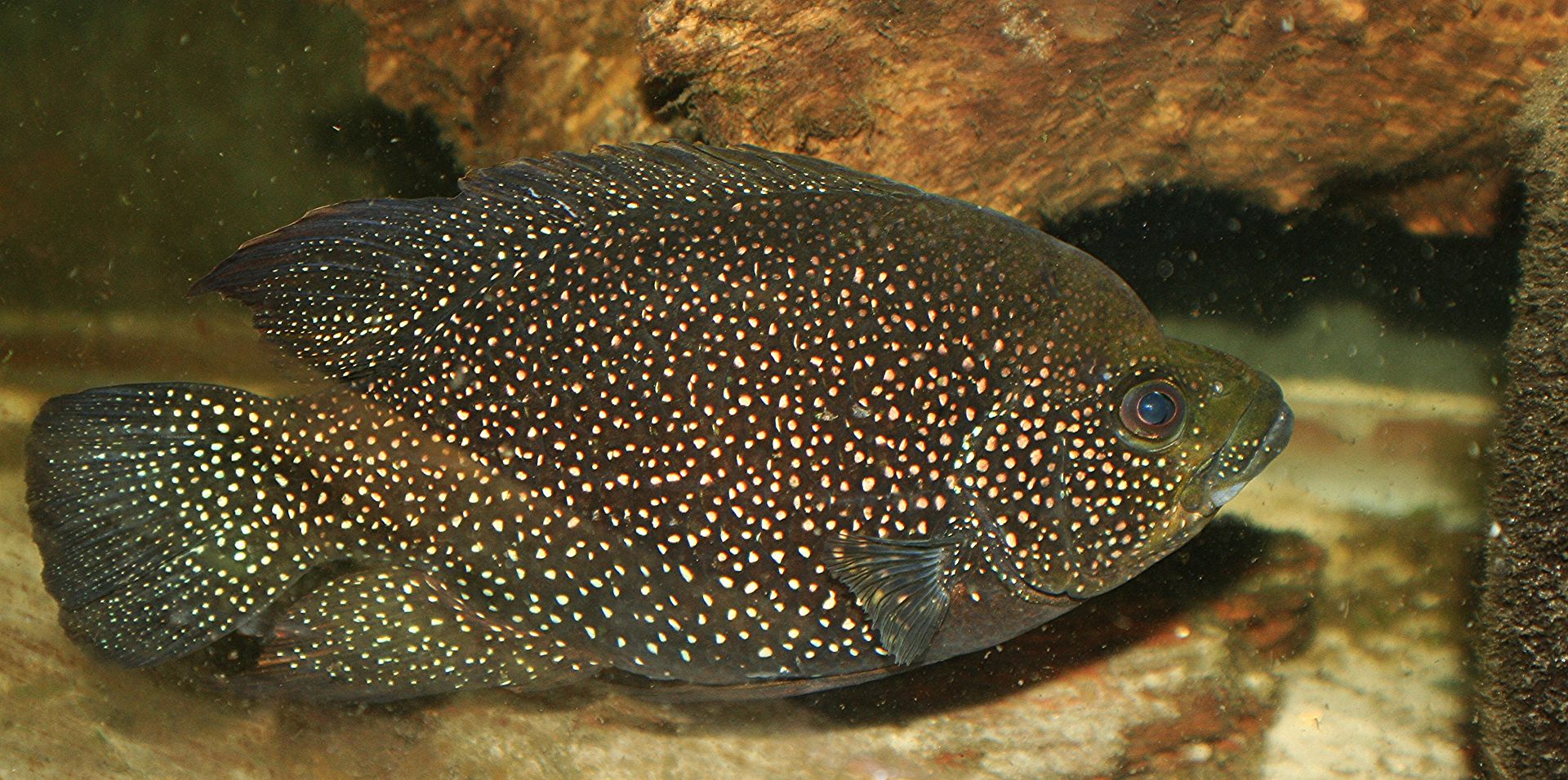 My polleni | Page 6 | MonsterFishKeepers.com