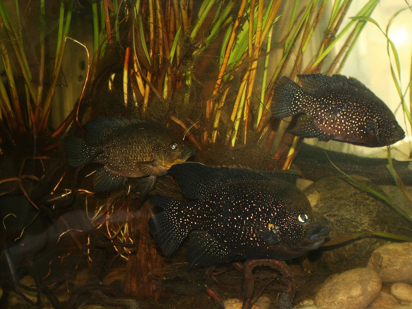 Polleni at Fish Story | MonsterFishKeepers.com