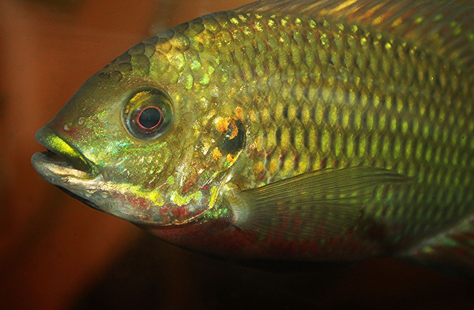 Tilapia ID | MonsterFishKeepers.com