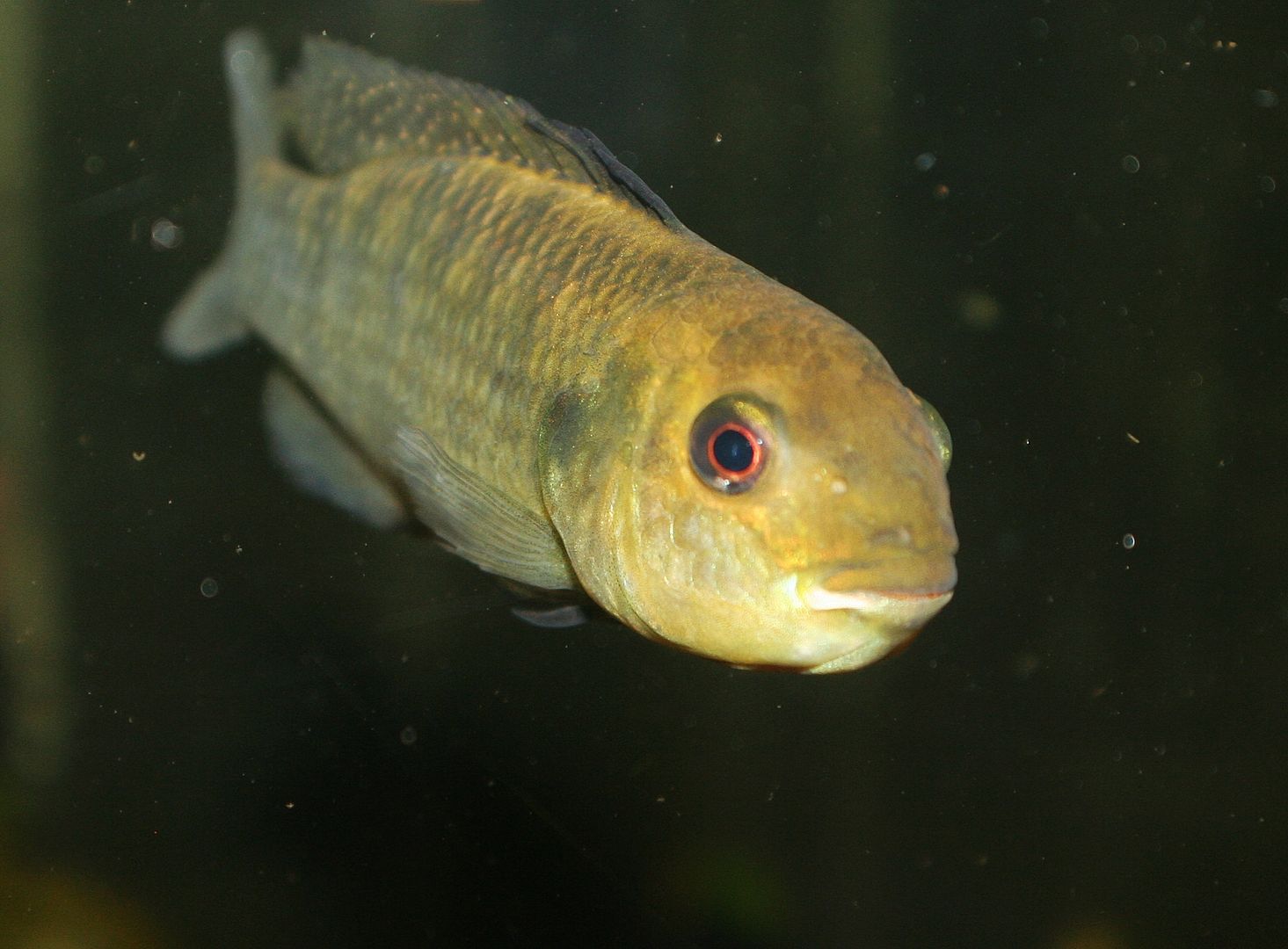 What is the rarest fish that you have,or have ever had ...