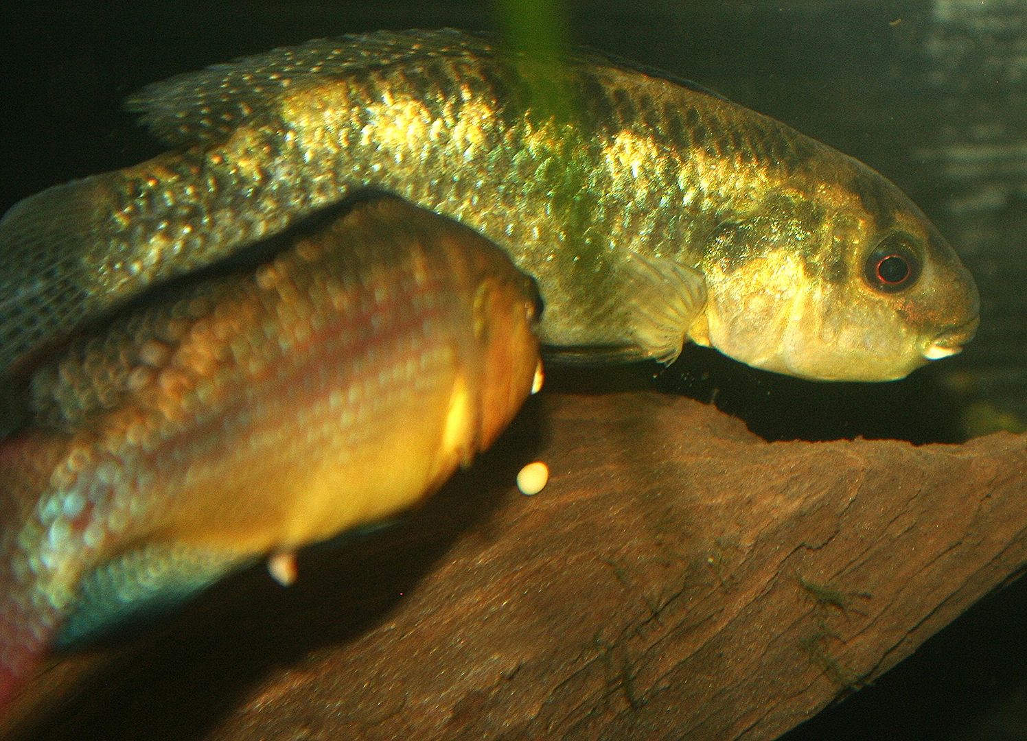 Looking for hot water fish for outdoor aquarium | MonsterFishKeepers.com