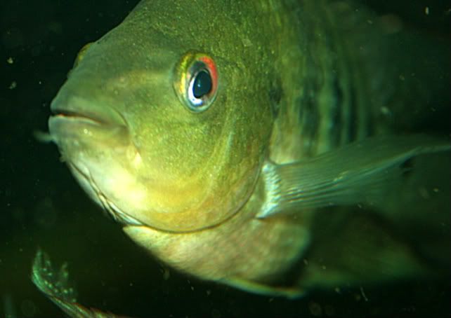 What type of Amphilophus species is this | MonsterFishKeepers.com