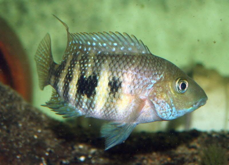 amphibious Robertsoni cichlid info? | MonsterFishKeepers.com